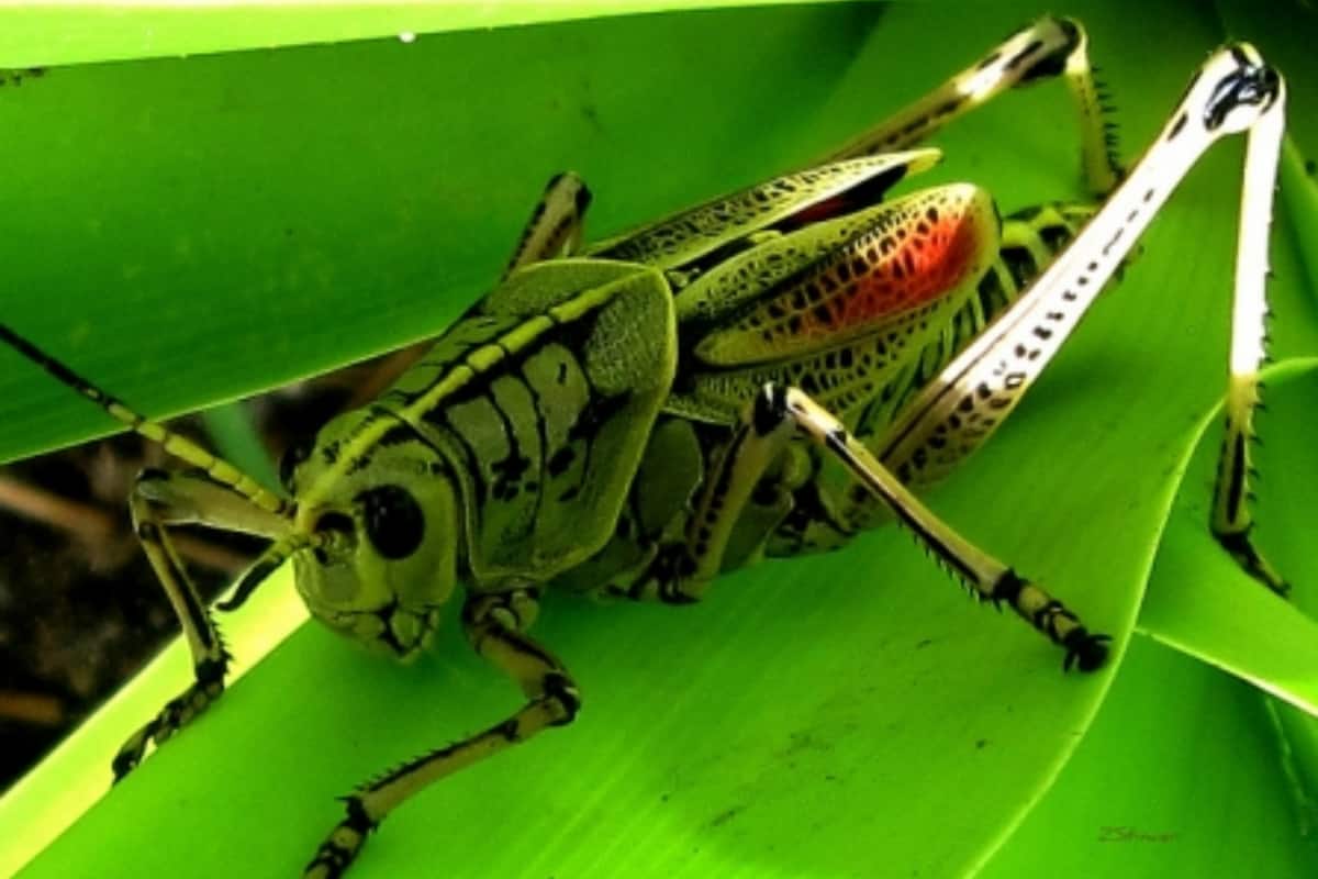 ঝিঁঝিঁ পোকা রাতে ডাকে কেন, এর পেছনে লুকিয়ে রয়েছে অনেক 'রহস্য ...