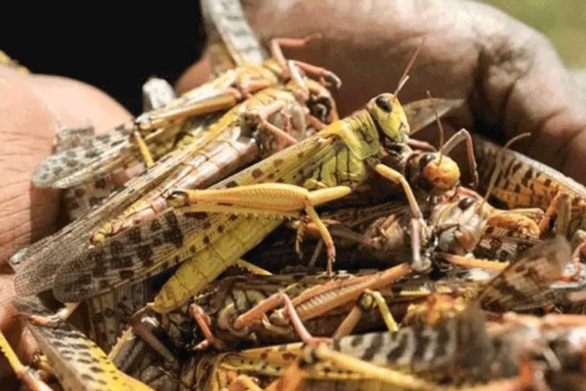 ঝিঁঝিঁ পোকা রাতে ডাকে কেন, এর পেছনে লুকিয়ে রয়েছে অনেক 'রহস্য ...