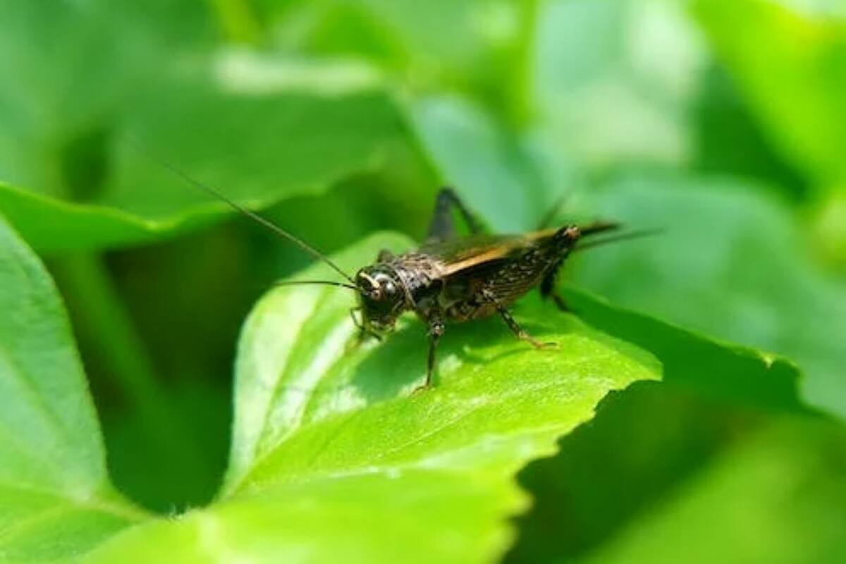 ঝিঁঝিঁ পোকা রাতে ডাকে কেন, এর পেছনে লুকিয়ে রয়েছে অনেক 'রহস্য ...