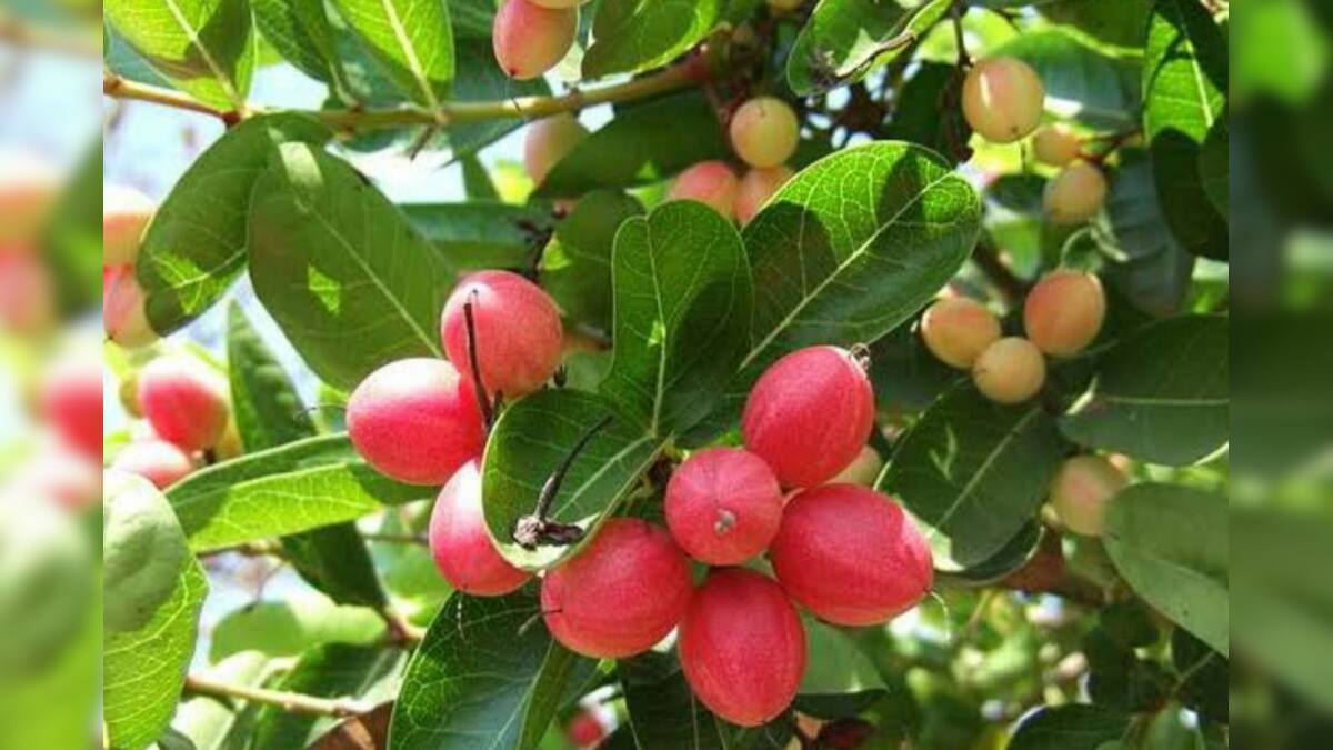 Bengal Currant or Karamcha: শৈশবের জিভে করমচার স্বাদ মনে পড়ে? অবহেলিত ...