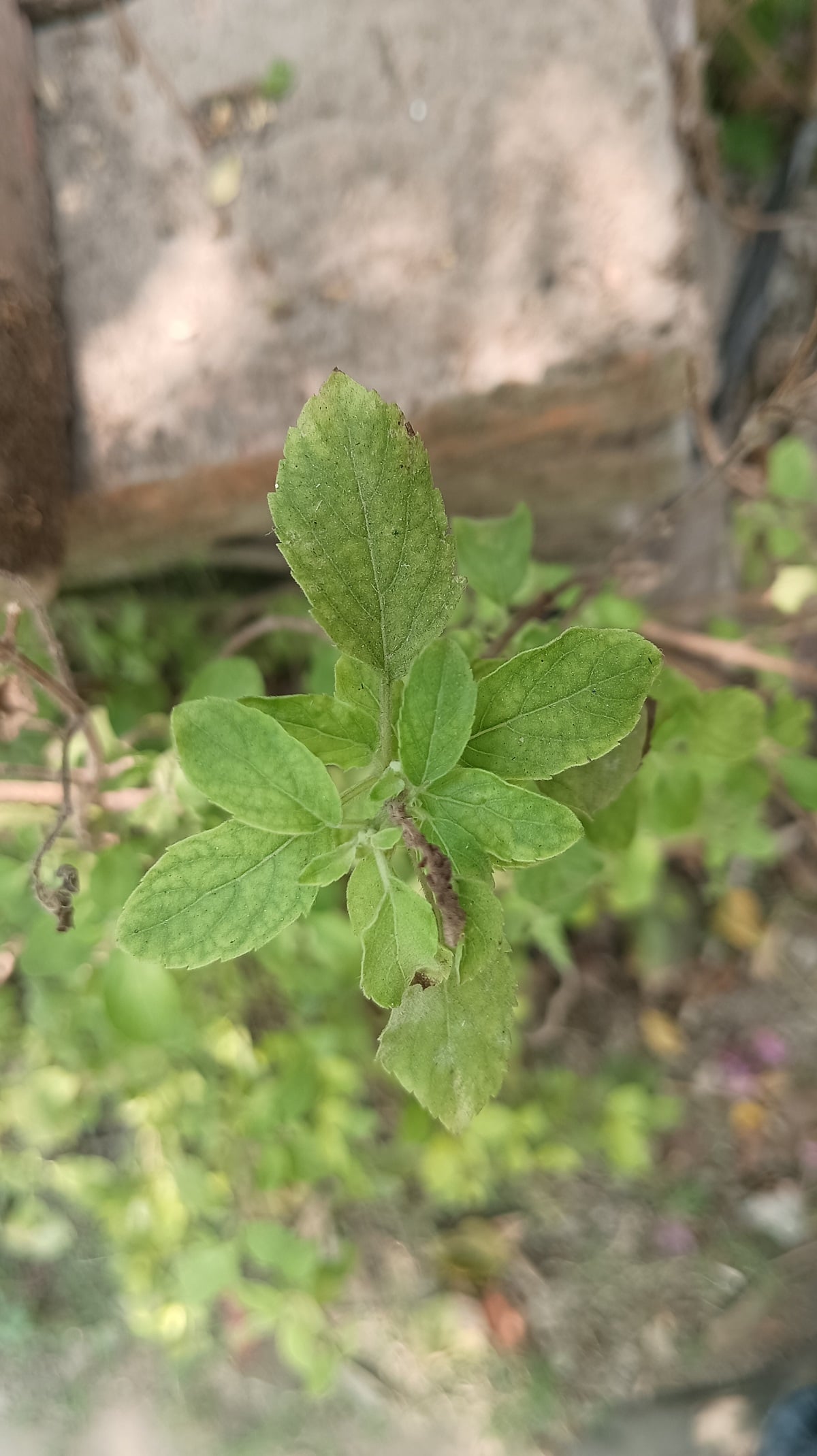 Healthy Lifestyle Tips: হাত বাড়ালেই মেলে এই পাতা, তাতে সারে 'এই' রোগ‌ও ...