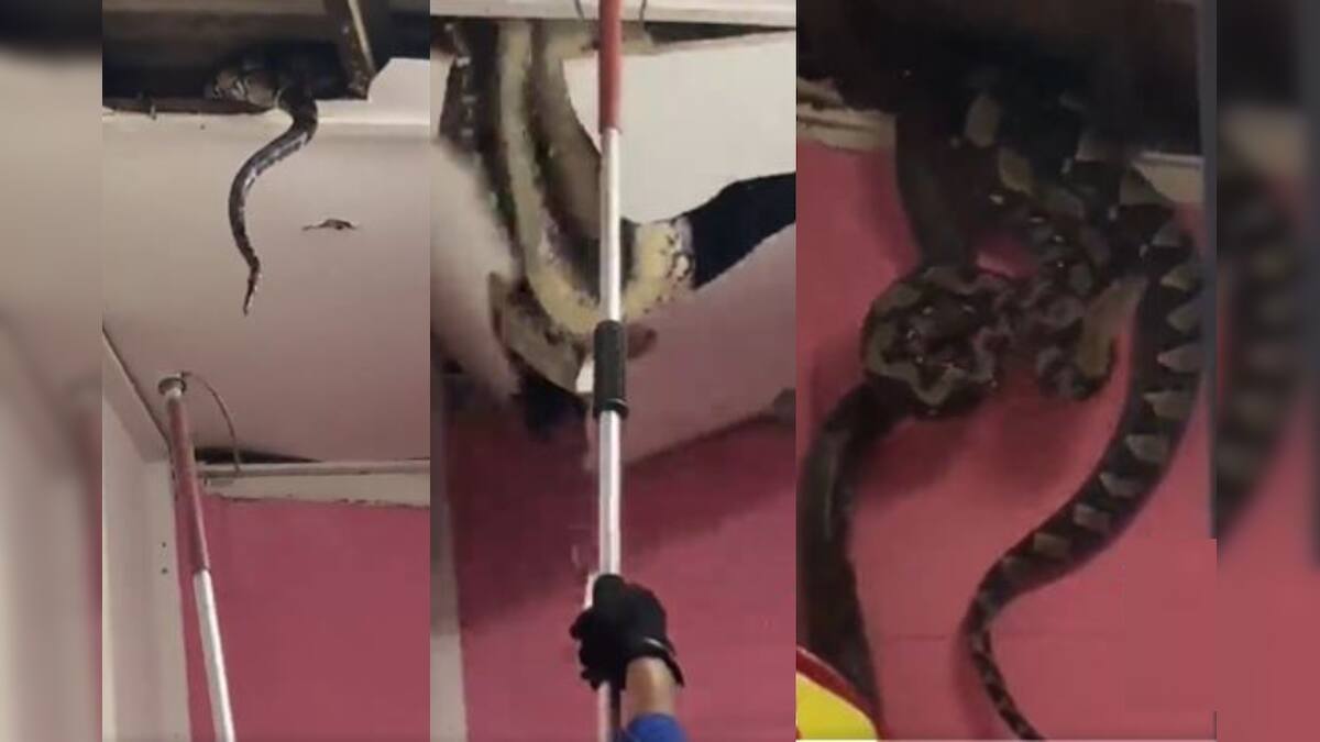 ছাদে ফোঁস ফোঁস শব্দ, একটু টোকা দিতেই দেওয়াল ভেঙে এ কী বেরিয়ে এল ...