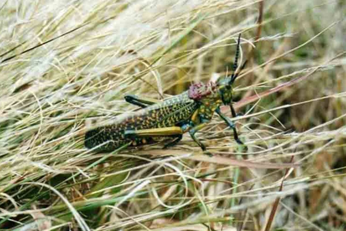 কোন পোকার ডাক শুনে তাপমাত্রা মাপা যায়, রইল অবাক করা তথ্য – News18 বাংলা