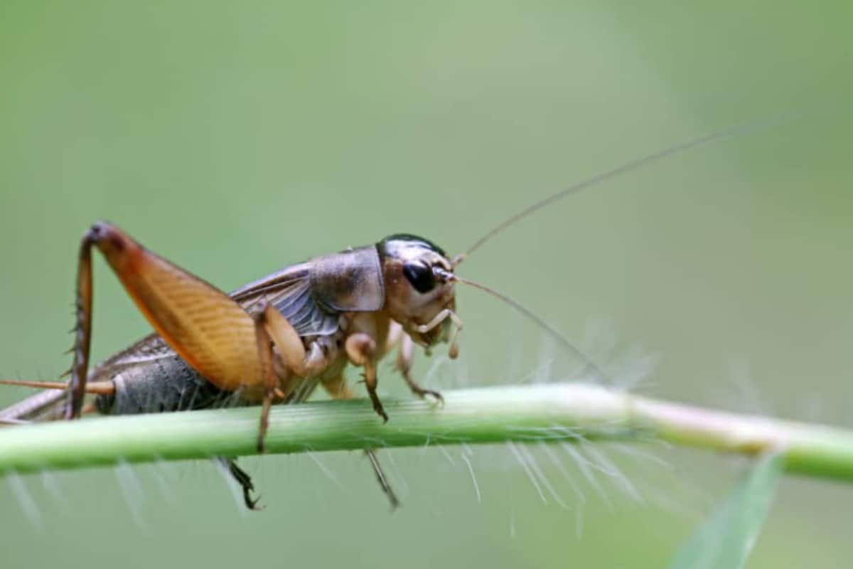 কোন পোকার ডাক শুনে তাপমাত্রা মাপা যায়, রইল অবাক করা তথ্য – News18 বাংলা
