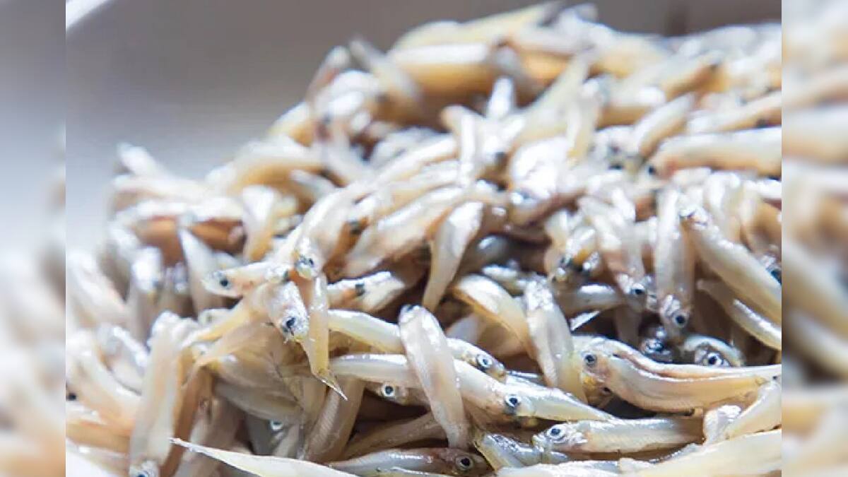 কুচো মাছ দেখে নাক সিঁটকায় আজকালকার ছেলেমেয়ে,জানে কি কত কী গুণাগুণ আছে ...