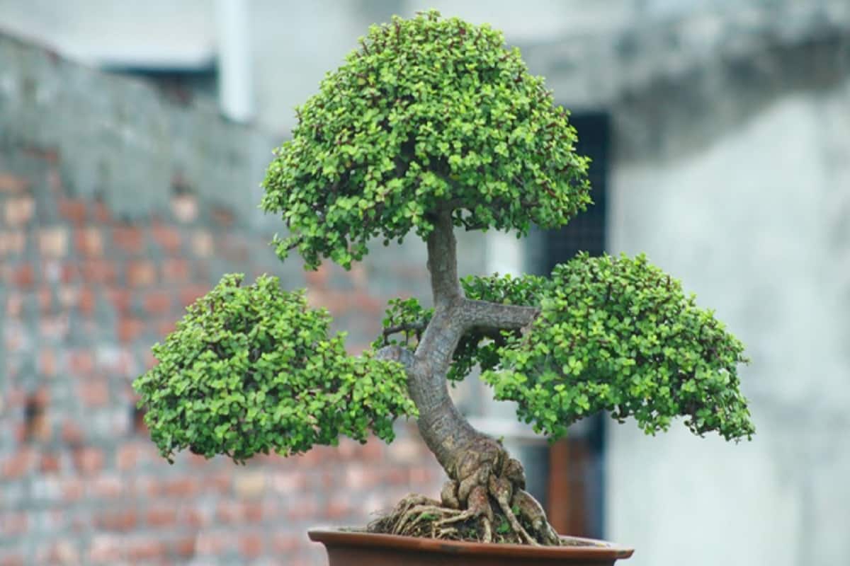 বাড়িতে গাছ লাগান? কিন্তু এই ৪ গাছ লাগালে জীবন শেষ! নামগুলি শুনলেই চমকে ...