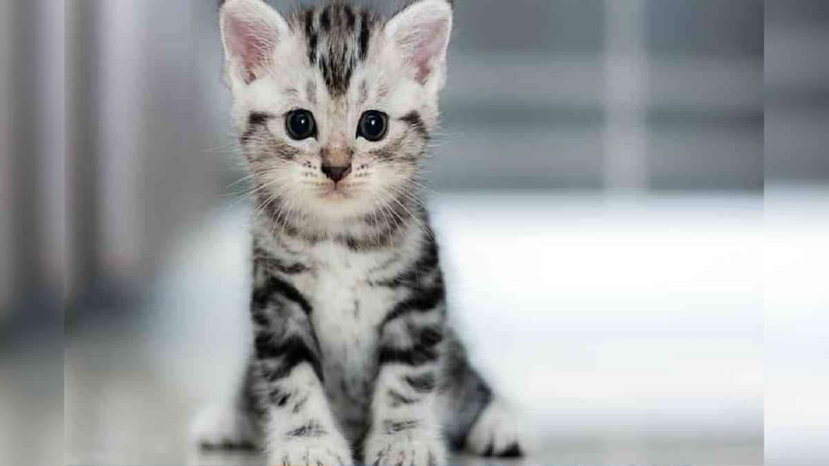Why Cats Fear Water: বিড়াল জল দেখলেই পালায়, মারাত্মক ভয় পায়, কিন্তু ...