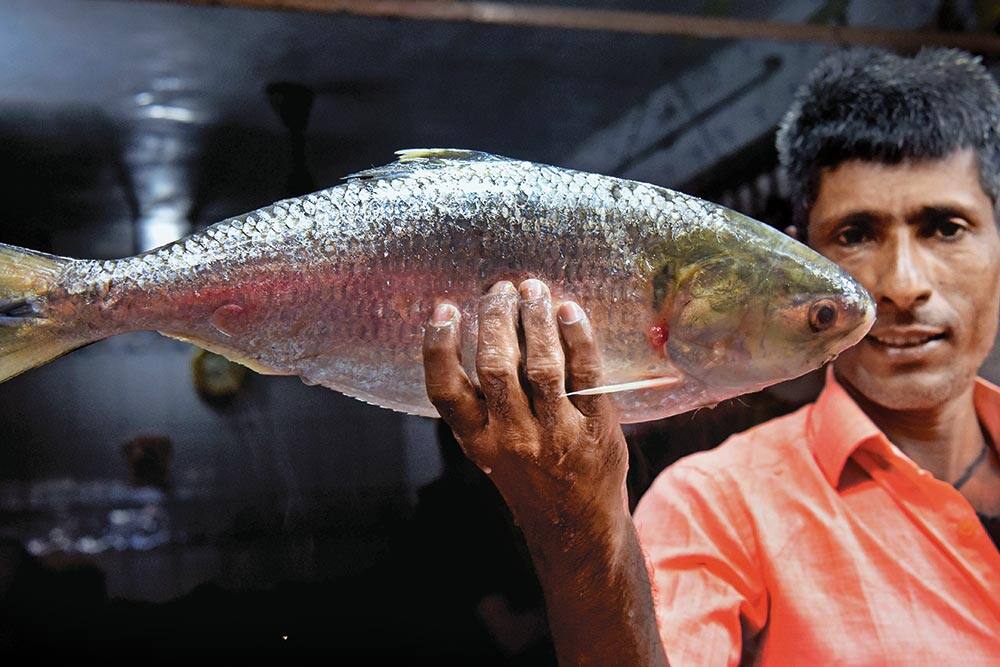 Hilsa: সুখবর! সুখবর! ২০০-৩০০ টাকা কমল ১ কেজির ইলিশ...! আজকের রেট কত ...