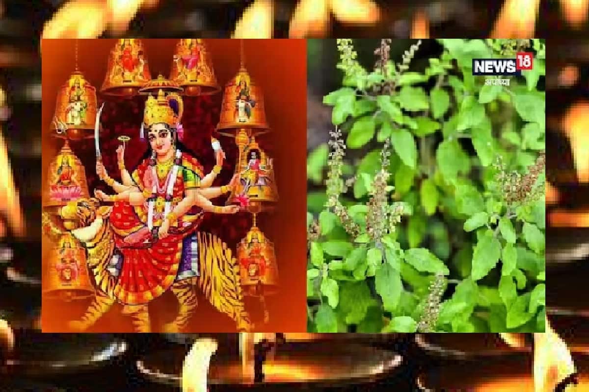 Tulsi Gach: যদি বাড়িতে তুলসী গাছ থাকে তাহলে নবরাত্রিতে করুন এই কাজ ...