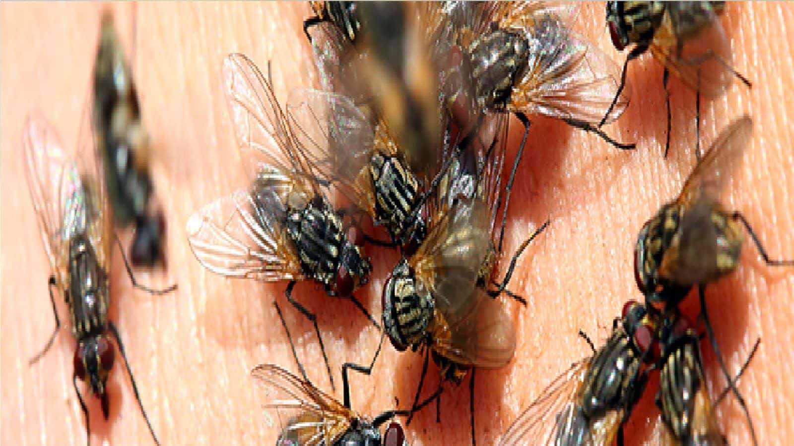 How to get rid from House Fly|| ঘরময় মাছি ভনভন করে? দু'মিনিটে মাছি ...