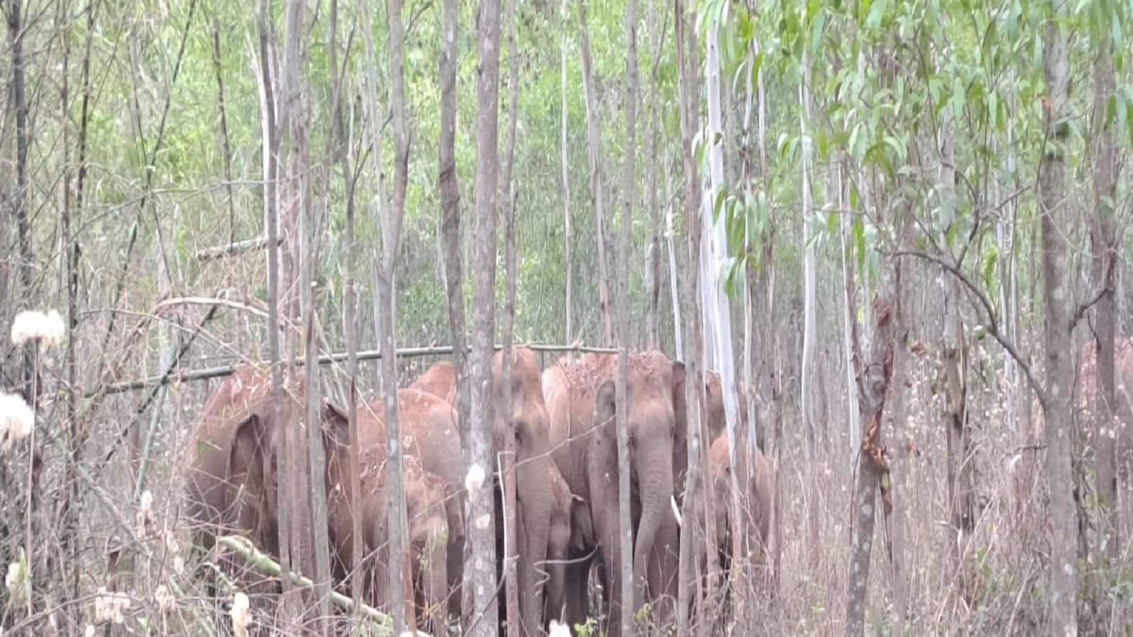 Jhargram News: হাতির হামলায় একই দিনে মৃত্যু তিন জনের | লেটেস্ট ...