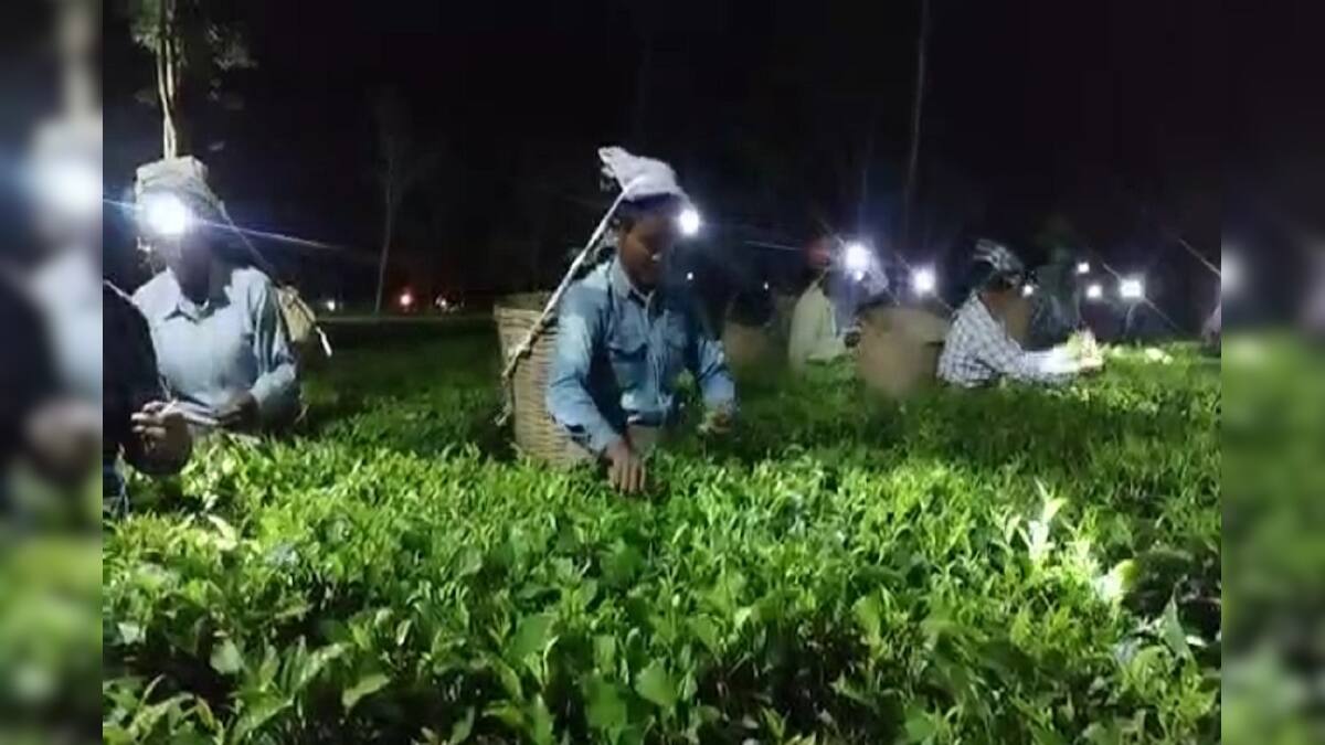 পূর্ণিমার চাঁদের আলো মাখা বিশেষ চা পাতা, বাজারে নাম 'মুনলাইট চা ...