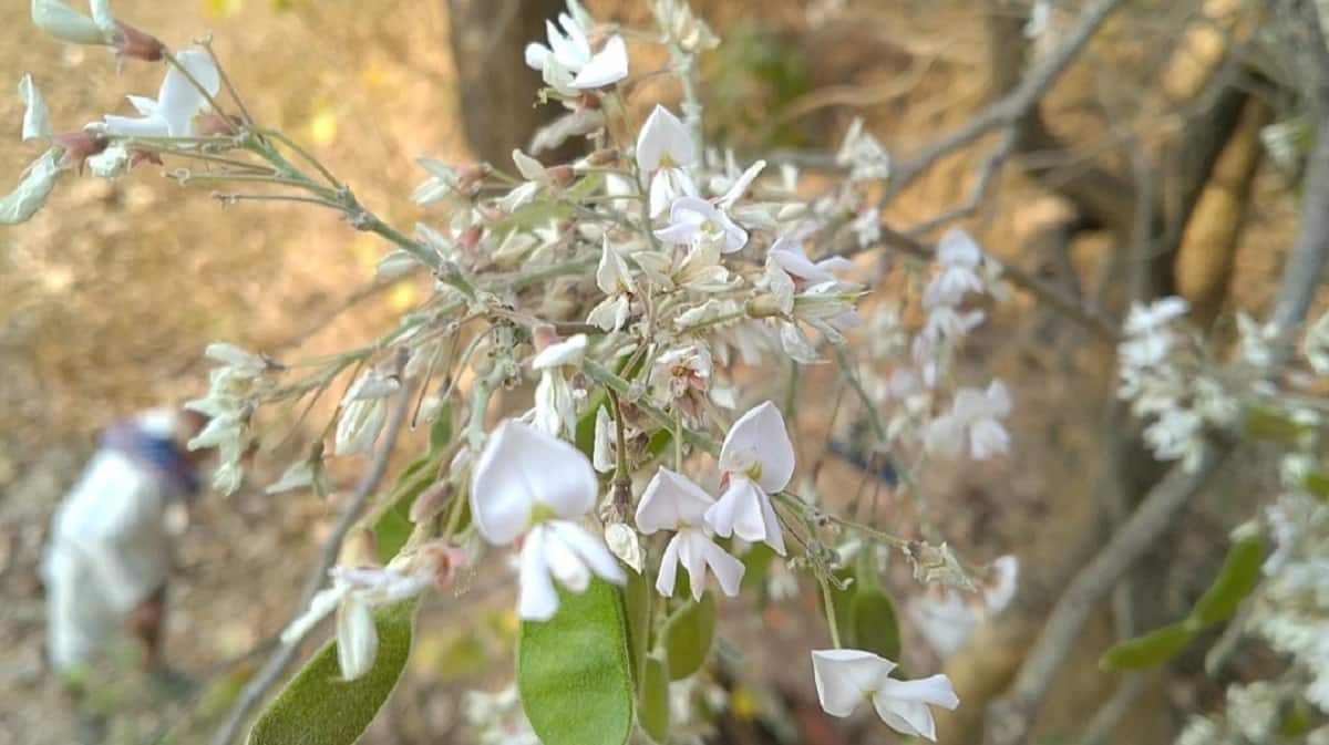 White Palash: আগুনে পলাশ নয়, লক্ষ টাকার গাছের এই সাদা পলাশই এখন ভাইরাল – News18 বাংলা