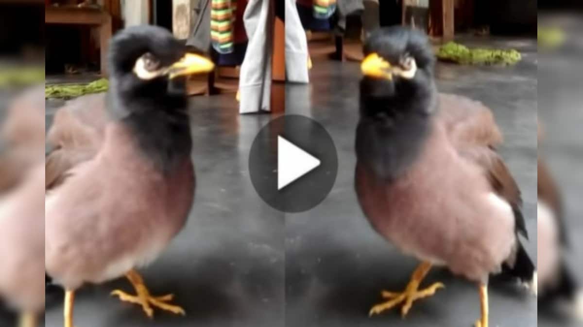Viral Video || Viral Bird: টিয়া-তোতা-ময়না নয়...! মানুষের মতো ঝগড়া ...