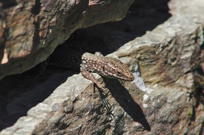 Vastu Tips: বাড়িতে টিকটিকি দেখা কি শুভ? জানুন বাস্তু কী বলছে এই বিষয়ে ...