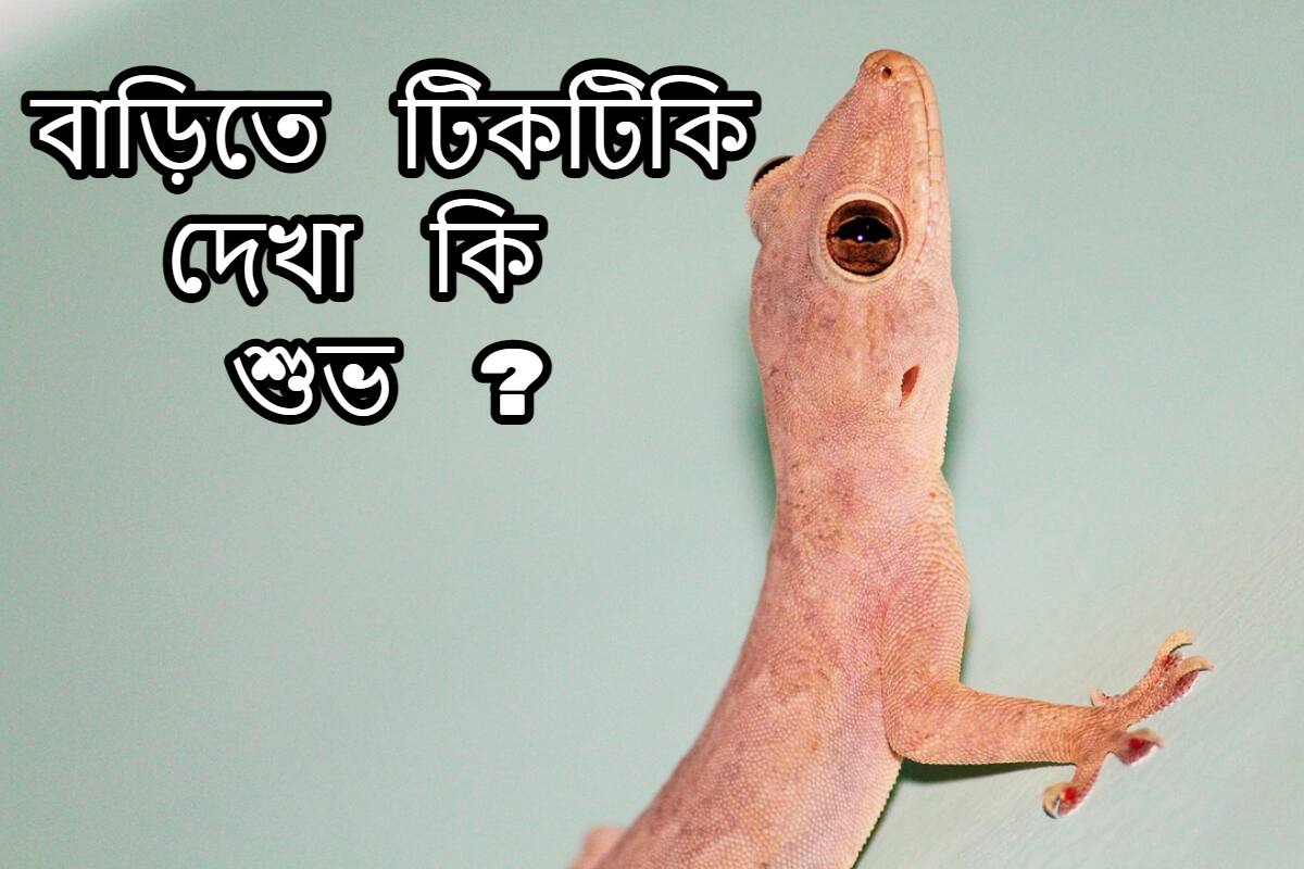 বাড়িতে টিকটিকি দেখা কি শুভ? জানুন বাস্তু কী বলছে এই বিষয়ে – News18 বাংলা