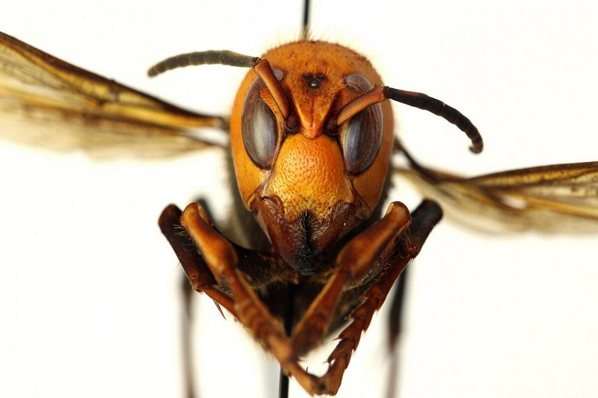 আমাদের আশেপাশেই ঘুরে বেড়ায়, মেরে ফেলে মানুষও! প্রাণঘাতী এই প্রাণীটিকে ...