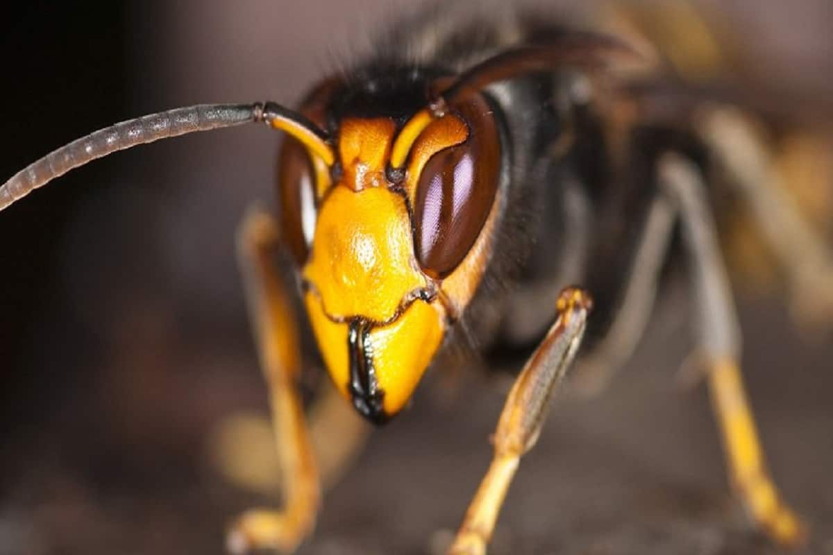 আমাদের আশেপাশেই ঘুরে বেড়ায়, মেরে ফেলে মানুষও! প্রাণঘাতী এই প্রাণীটিকে ...