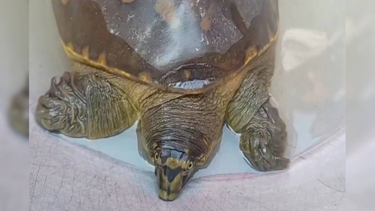 Murshidabad News: খোলা বাজারে বিক্রি হচ্ছিল বিরল প্রজাতির কচ্ছপ, তারপর ...