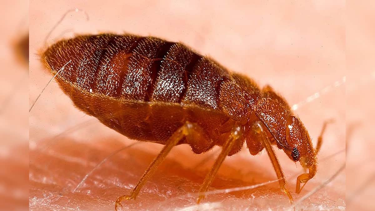 Bedbugs: বাড়িতে ছারপোকা, তেলাপোকার উপদ্রব? রইল ৫ মিনিটে পোকা দূর করার ...