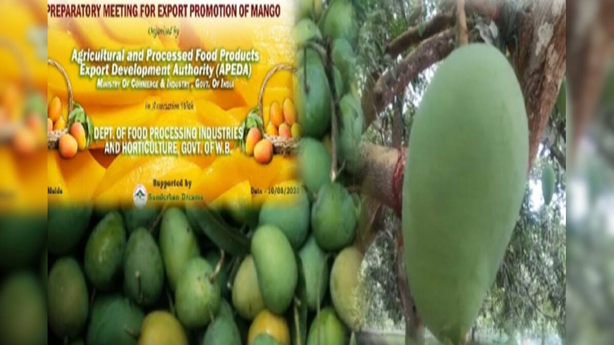 Malda Mango: শুরু তোড়জোড়, ৭৫ টি প্রজাতির আম পাঠানো হবে বিদেশে ...