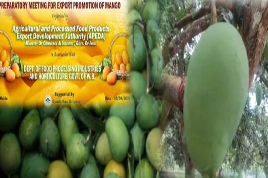 Mango cultivation in malda, গত বছর অ্যাপেডার মাধ্যমেই মালদহ ও ...