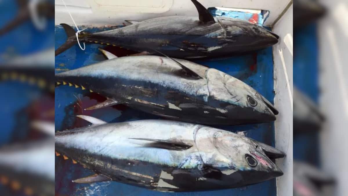 ব্লু ফিন টুনা বিশ্বের সব থেকে দামি মাছ! - World most expensive fish ...