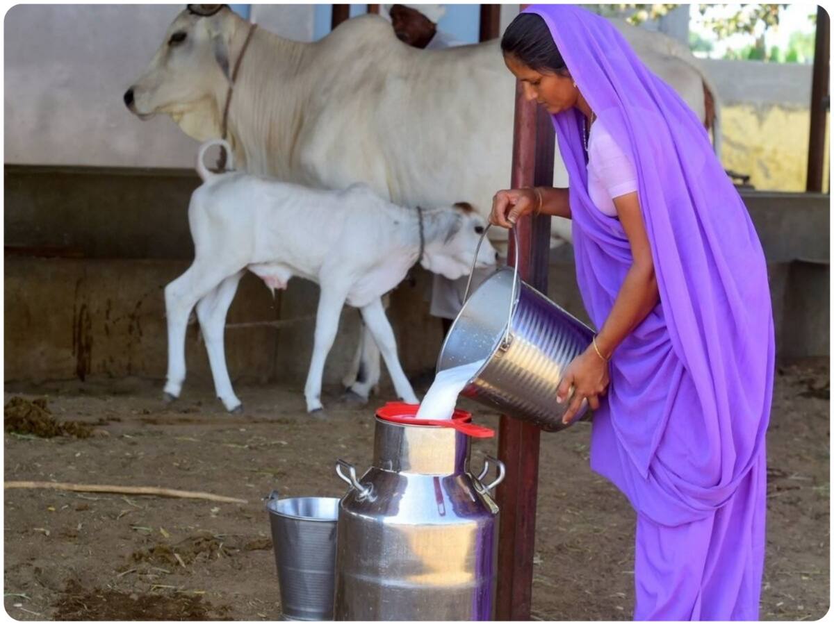 Colour of Milk: কেন সাদা হয় দুধ? প্রশ্ন করলে উত্তর দিতে পারবেন না ...