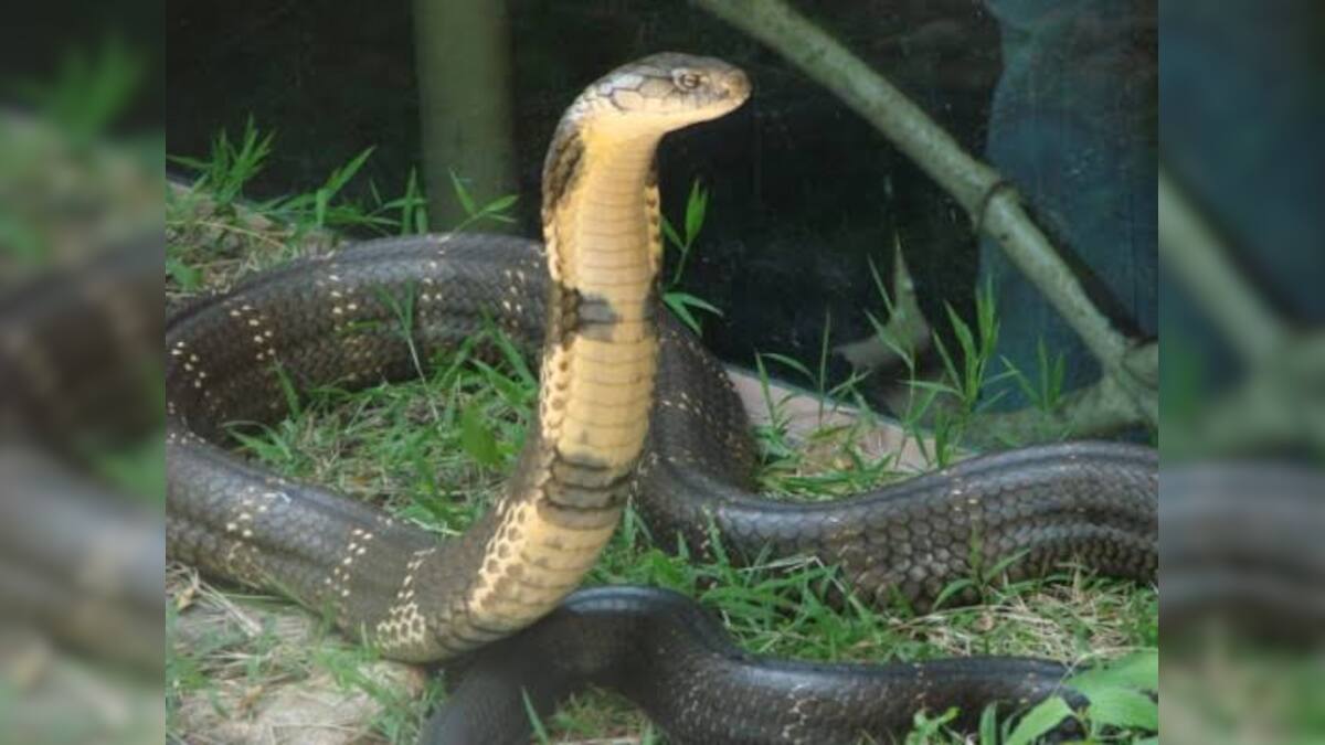 Snake: ঘরের মধ্যে ঘাপটি মেরে কিং কোবরা, টের পেলেন না কেউ! রাত হতেই যা ...