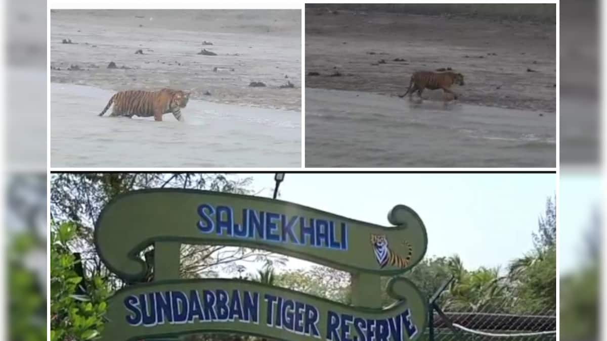 সুন্দরবনে বাড়ছে ব্যাঘ্র প্রকল্পের এলাকা!মাতলা, রায়দীঘি ও রামগঙ্গা ...