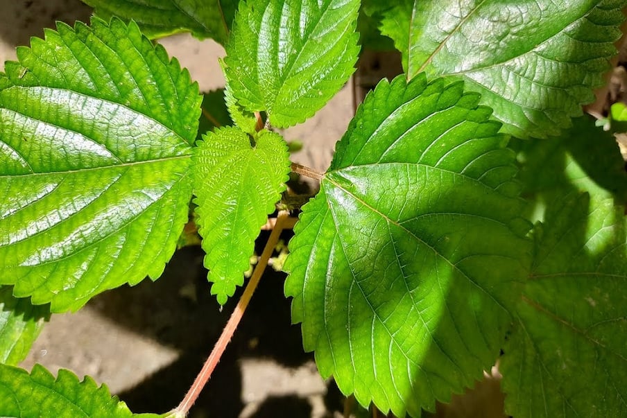 Bichuti Pata | বিছুটি পাতার নাম শুনলেই চুলকানি হয়? একদম না, এই ...