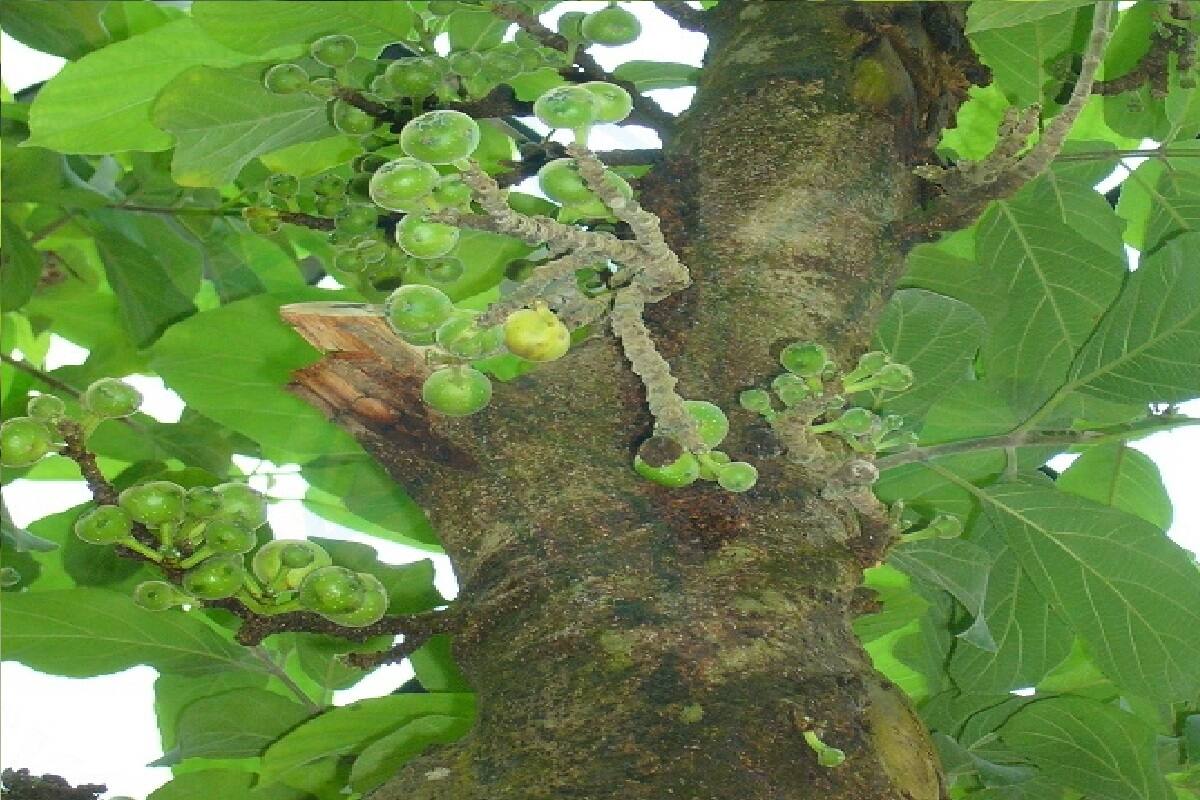 সব জায়গায় থাকে, আপনার বাড়িতে এই গাছ আছে?আজই কাটুন, না হলে পথে বসবেন ...