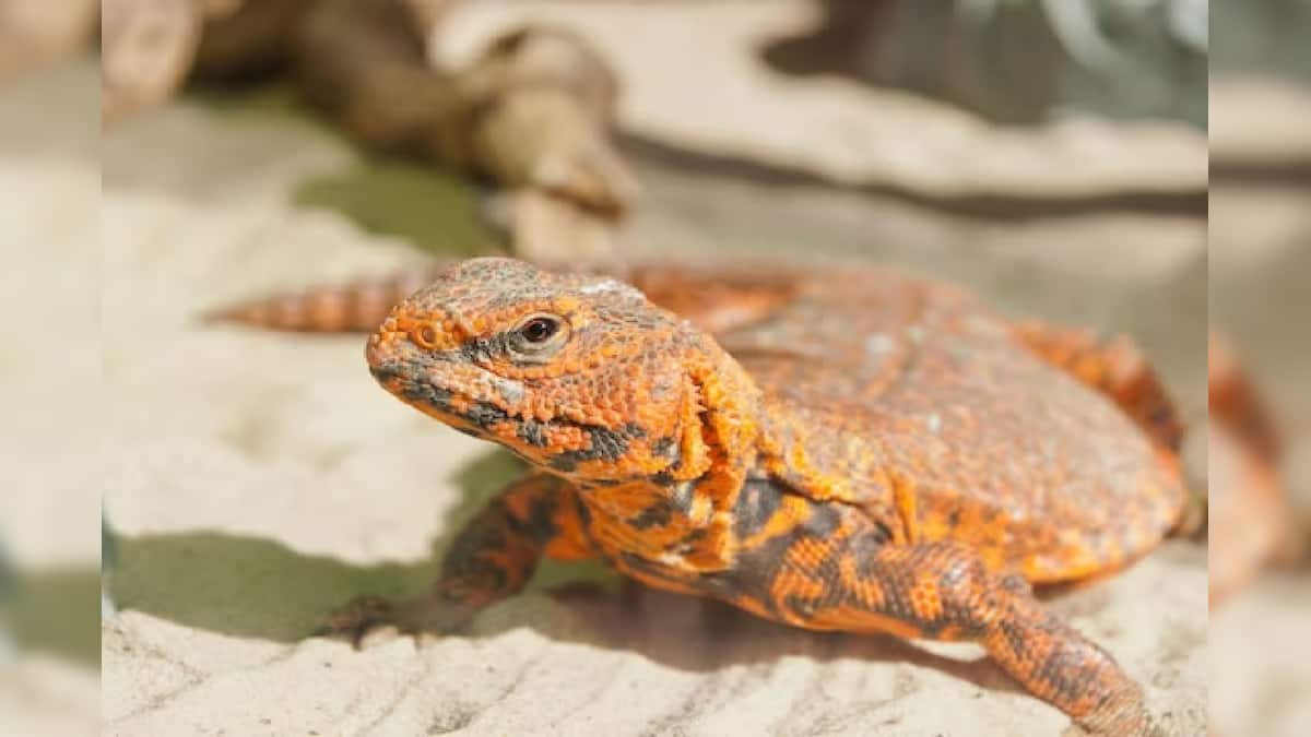 Pakistan | hardwicke's spiny-tailed lizard: যৌন ক্ষমতা বাড়ানোর অব্যর্থ ...