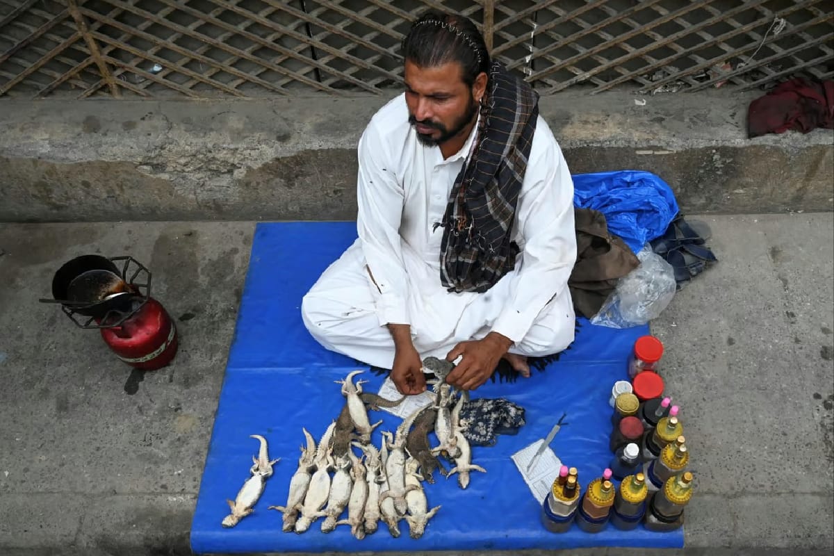 Pakistan | hardwicke's spiny-tailed lizard: যৌন ক্ষমতা বাড়ানোর অব্যর্থ ...