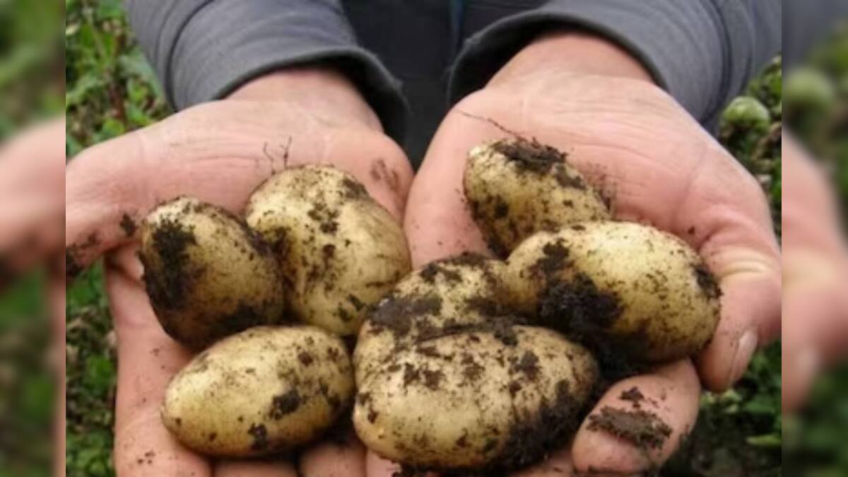 Most Expensive Potato: আলু না সোনা! ১ কেজির দাম ৫০,০০০ টাকা! কোথায় ...