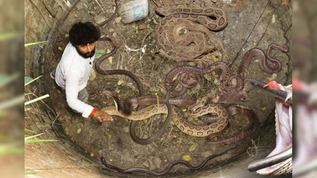 Viral News: কুয়ো ভর্তি বিষধর সাপের মধ্যে এক ব্যক্তি, এক ছোবলেই হতে ...