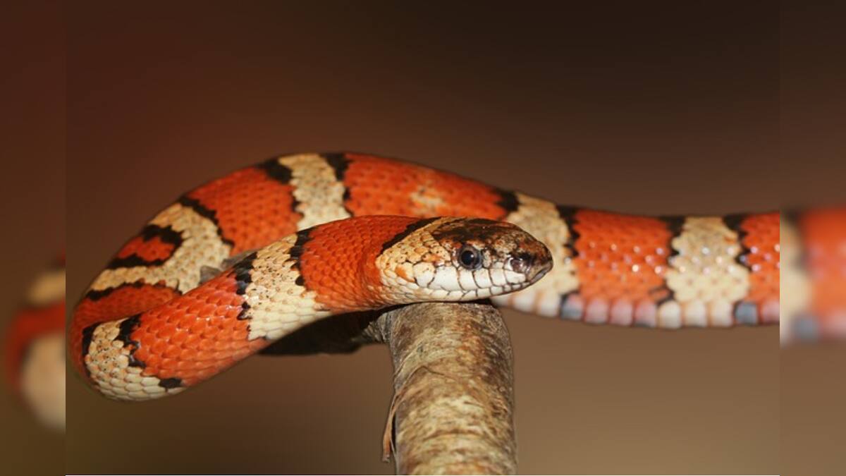 Viral: মলত্যাগের সময় শরীরে ঢুকেছে সাপ? ব্যক্তির শরীরে চিকিৎসরা যা ...