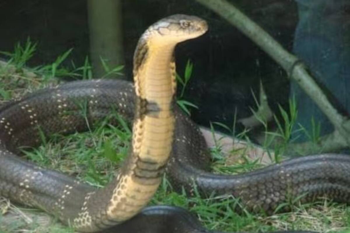 Snake News: বর্ষায় গ্রামে এই ৪ সাপ ভয়ঙ্কর! কামড়ালেই সর্বনাশ! ছোবল ...
