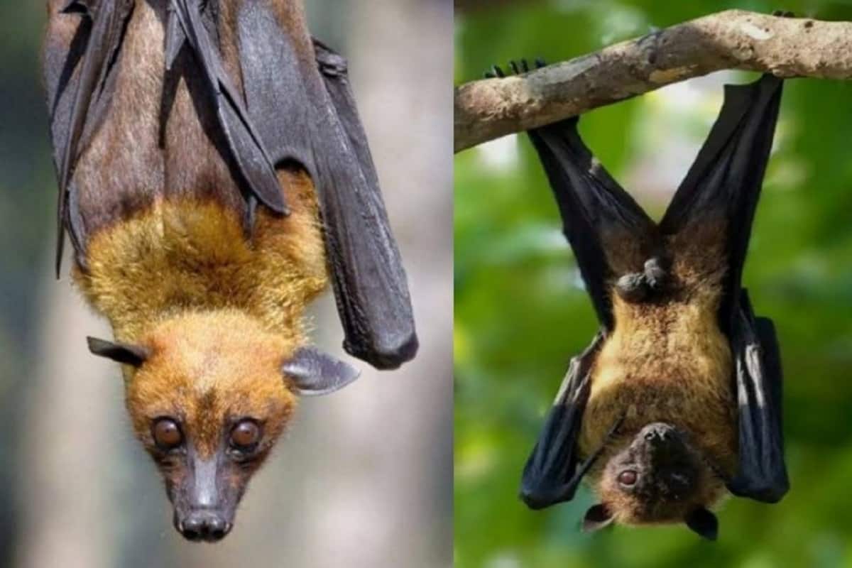 বাদুড়ের ডানা আছে, উড়তেও পারে ! তবে কি বাদুড় পাখি? না পশু? উত্তর দিতে ...