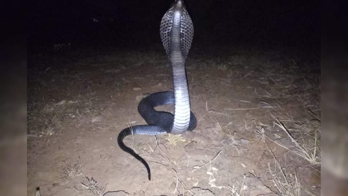 Gokhro Snake: কুলারের পিছনে হিশ-হিশ শব্দ, কাছে যেতেই কেঁপেই উঠলেন পুলিশ ...