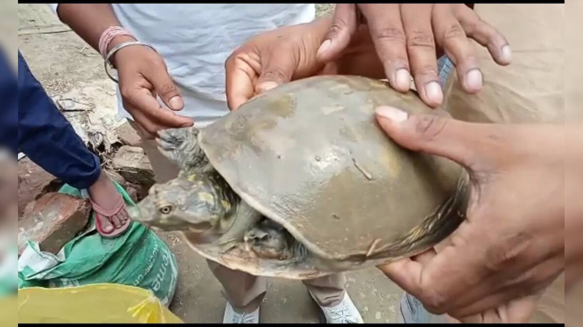 কচ্ছপ কাণ্ড! বাজার থেকে কচ্ছপ কিনে এনে খবর দেন বনদফতরে! অবশেষে যা হল ...