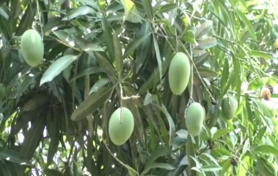 আম গাছে ম্যাজিক! ১৪ রকমের আম ফলছে একটি গাছে! প্রায় সারা বছর ফলন! জানুন ...