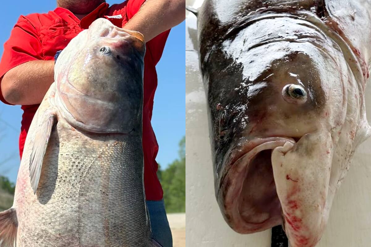 Alien Fish: যেন ভয়ঙ্কর কোনও 'দানব'! পেটে ১ কোটিরও বেশি ডিম, পুকুরে ...