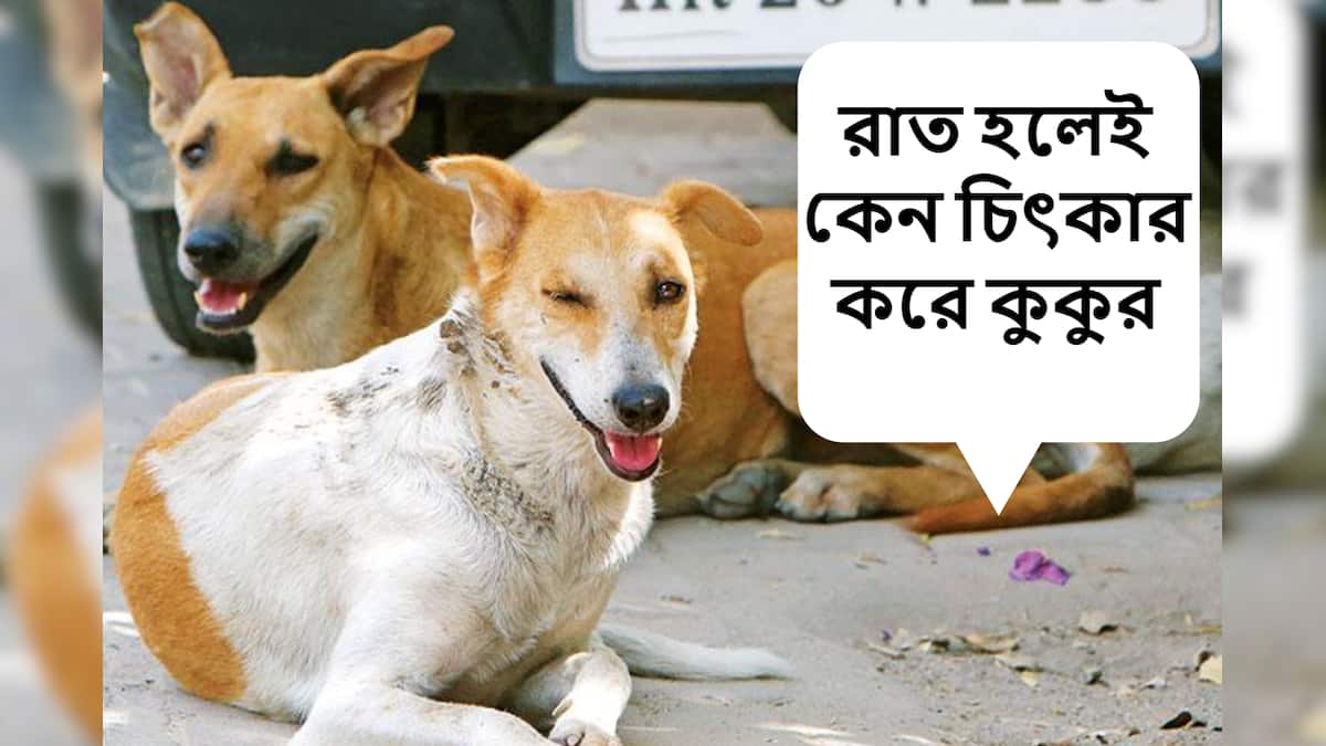 Dogs Barking: রাত হলেই চিৎকার করে কাঁদে পাড়ার কুকুর! কেন এমনটা হয়, কী ...