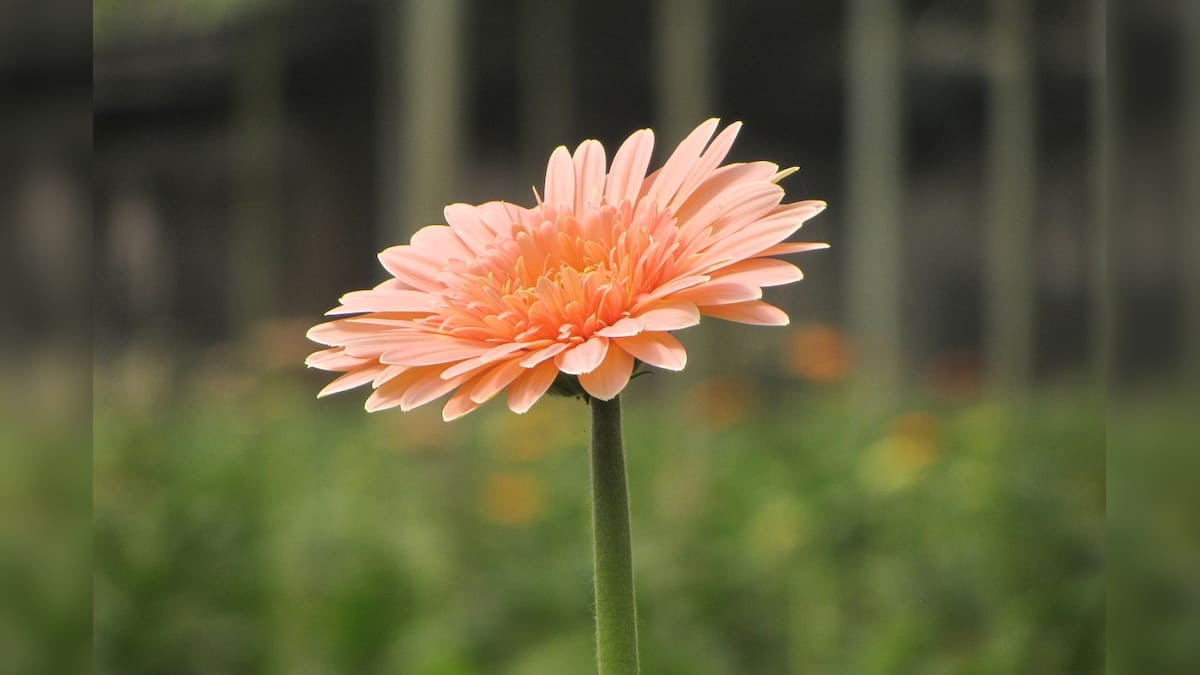 Gerbera Flower Cultivation | মিলবে সরকারি অনুদান, এই ফুল চাষ করে বিরাট ...