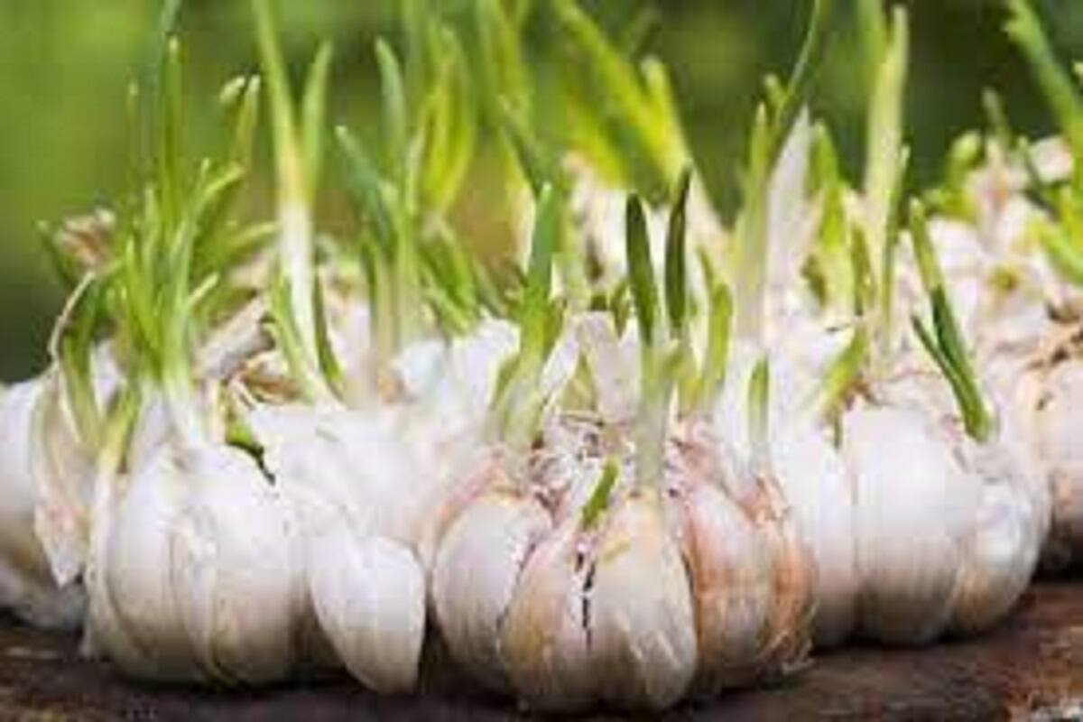 Health Tips, Health Care Tips, Garlic Positive Sides, Garlic Effects ...