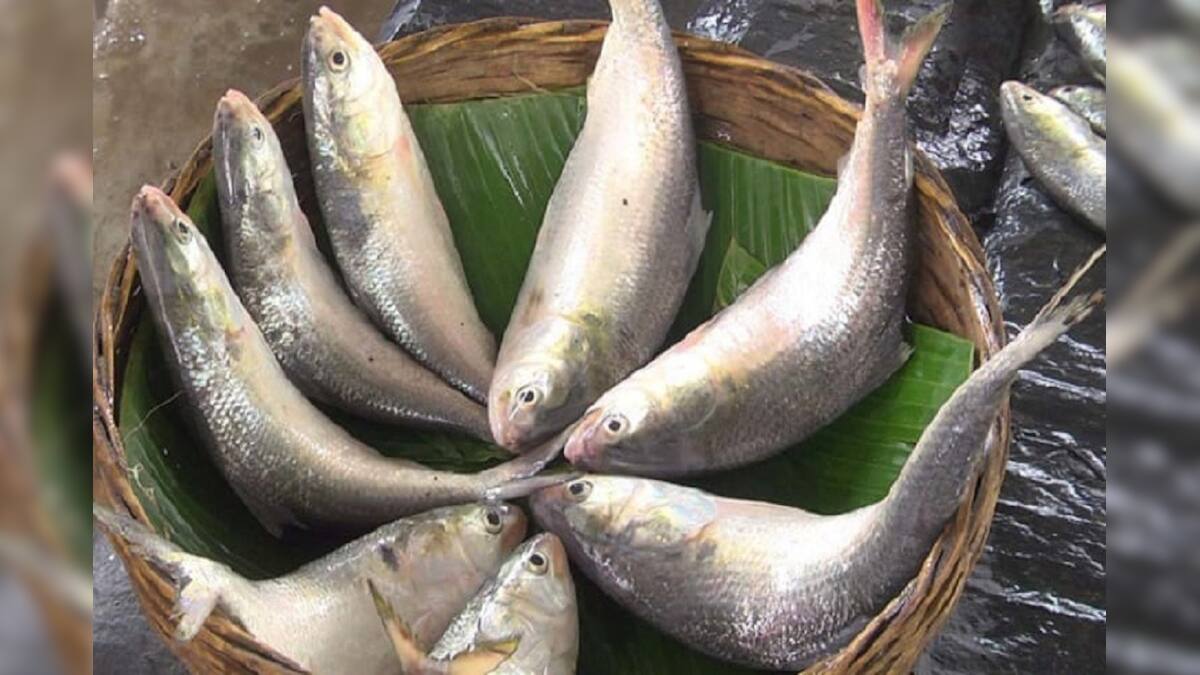 tuna fish is popular all over the world, সারা পৃথিবীতে সব থেকে জনপ্রিয় ...