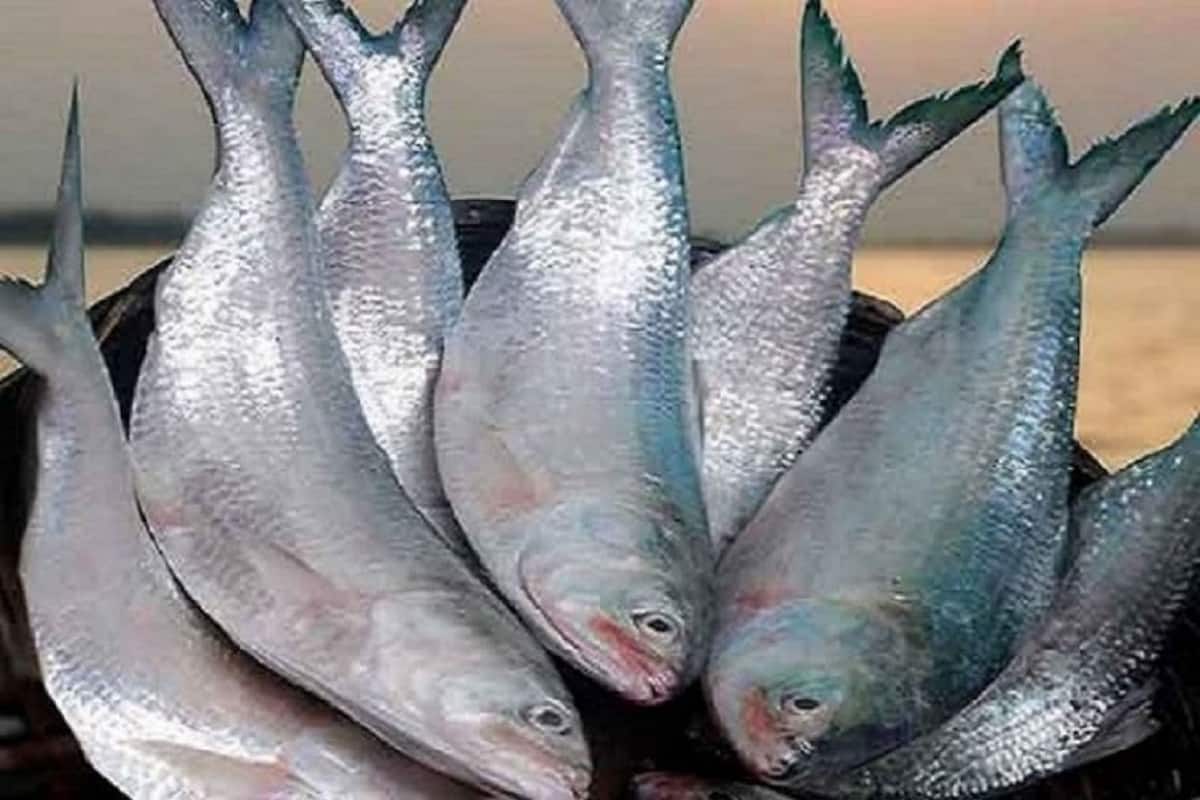 Hilsa: সুখবর! সুখবর! ২০০-৩০০ টাকা কমল ১ কেজির ইলিশ...! আজকের রেট কত ...