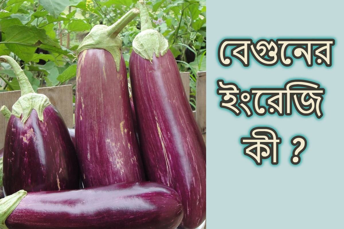 Knowledge Story: ভাবুন তো! বেগুনকে ইংরেজিতে কী কী বলে? ৮০ শতাংশই উত্তর ...