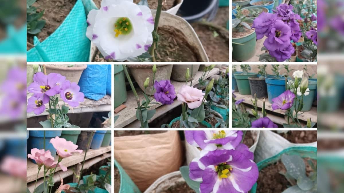 Howrah News: তীব্র এই গরমে সৌন্দর্য ছড়াচ্ছে নন্দিনী, চেনেন এই ফুলকে ...